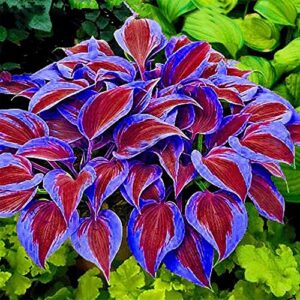 qauzuy garden - 200 purple hosta seeds perennial attractive fragrant hosta plantaginea bonsai seed for garden yard decoration, attract pollinators