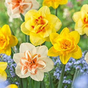 garden state bulb double mixed daffodil flower bulbs, 14/16cm (bag of 25)