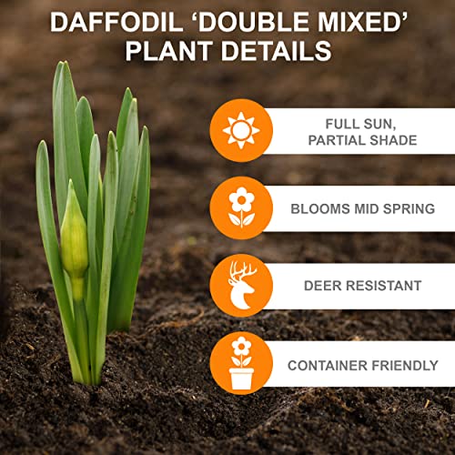 Garden State Bulb Double Mixed Daffodil Flower Bulbs, 14/16cm (Bag of 25)