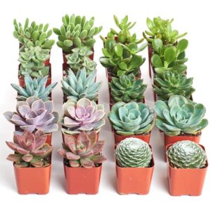 shop succulents assorted succulent plant pack bulk collection - live mini succulent plants, low maintenance, mixture of colors & textures - wedding and party favors, gift & garden, pack of 20