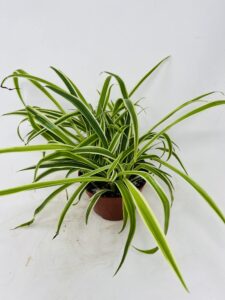 jm bamboo reverse variegated spider plant - easy to grow/cleans the air - 4in pot