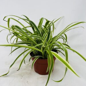 JM BAMBOO Reverse Variegated Spider Plant - Easy to Grow/Cleans The Air - 4in Pot