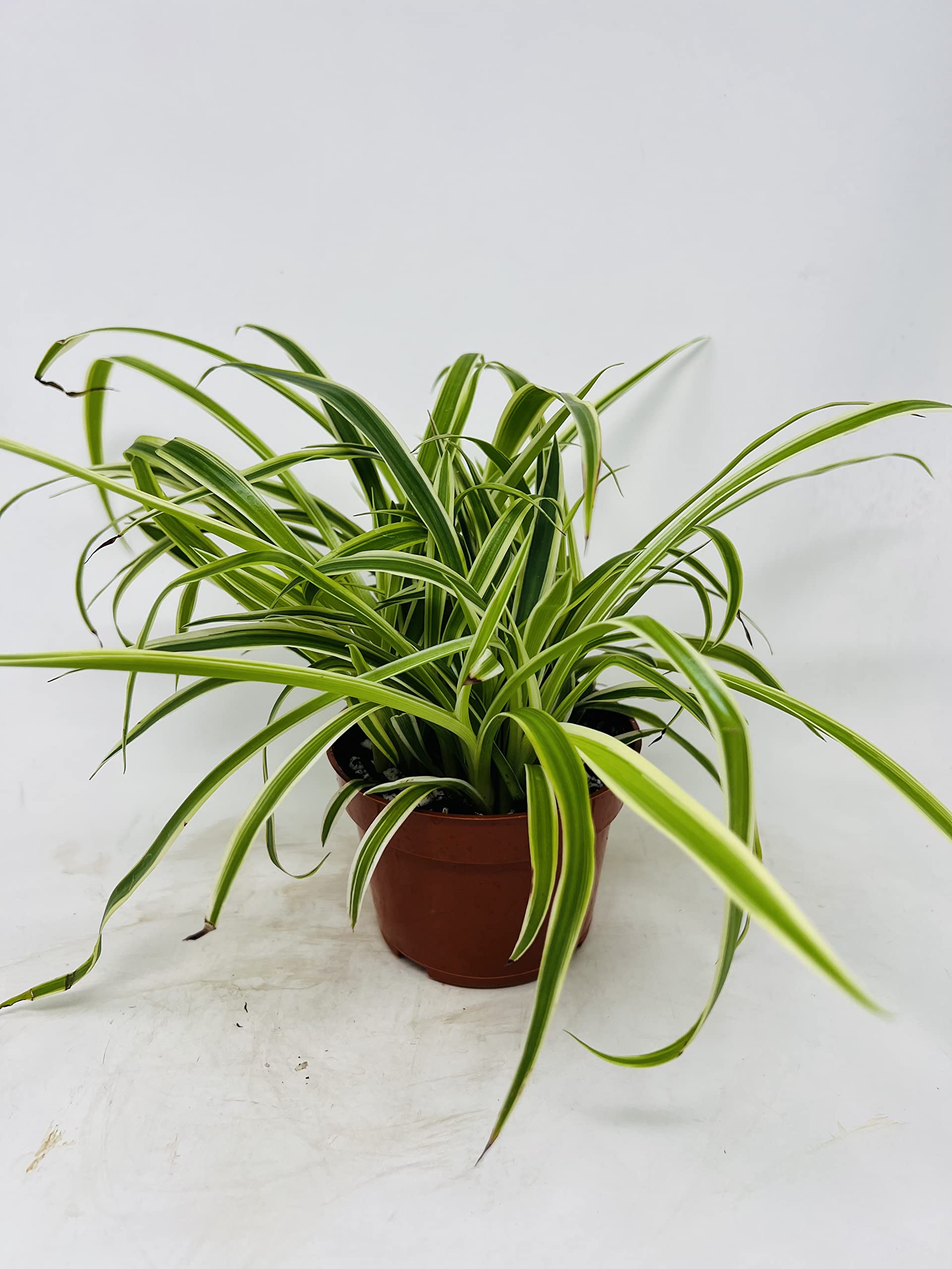 JM BAMBOO Reverse Variegated Spider Plant - Easy to Grow/Cleans The Air - 4in Pot