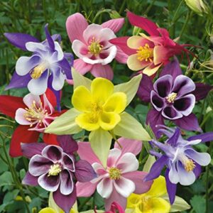 raise me up: seeds columbine mix aquilegia perennial flowers