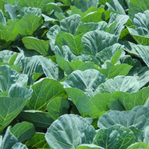 Collard Green Seeds for Planting - Plant & Grow Georgia Southern Collards - Full Planting Instructions to Plant a Home Outdoor Vegetable Garden - Great Gardening Gift, 1 Packet