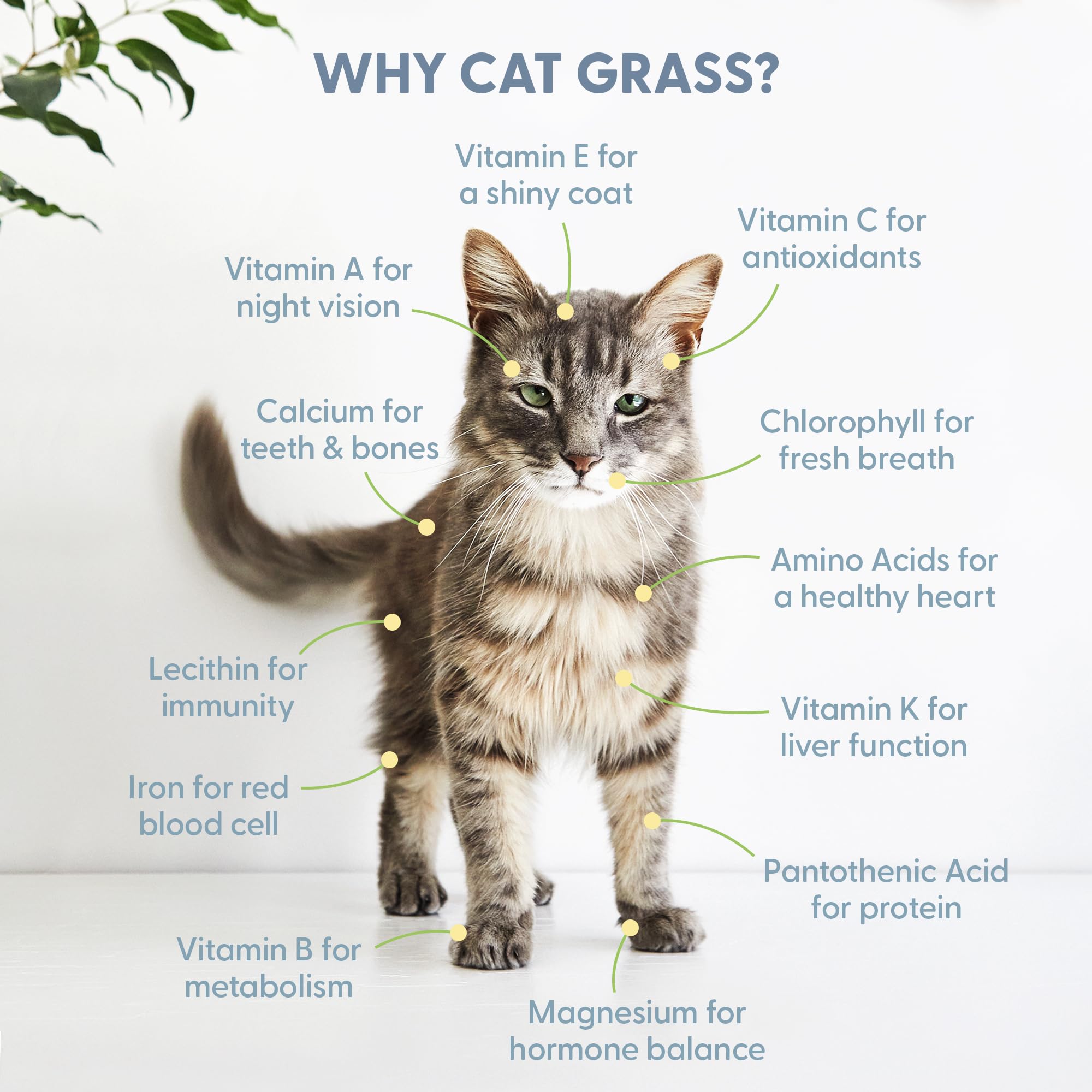 The Cat Ladies Cat Grass for Indoor Cats Kit with Organic Cat Grass Seed Mix, Soil and Ceramic & Cork Planter, Natural Hairball Remedy