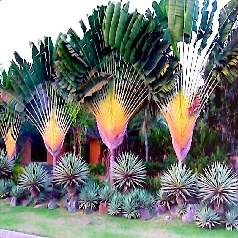 Travelers Palm Tree Seeds (Ravenala madagascariensis) Bird of Paradise Plant (5 Seeds)