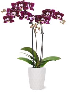 just add ice ja5002 purple orchid in white evi ceramic pottery, live indoor plant, long-lasting fresh flowers, easy to grow gift for wife, mom, friend, mini home décor planter, 2.5" diameter, 9" tall