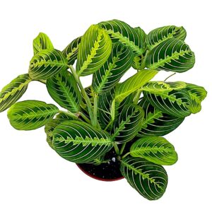 hopewind plants shop- lemon lime prayer plant, lemon lime maranta, popular and attractive houseplant, gorgeous live indoor plant, easy to care and rare variety green thumbs up 4 inch pot