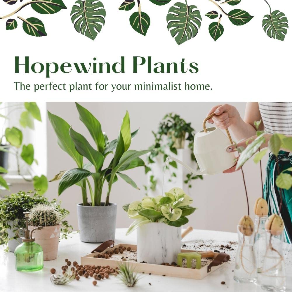 Hopewind Plants Shop- Lemon Lime Prayer Plant, Lemon Lime Maranta, Popular and Attractive houseplant, Gorgeous Live Indoor Plant, Easy to Care and Rare Variety Green Thumbs Up 4 inch Pot