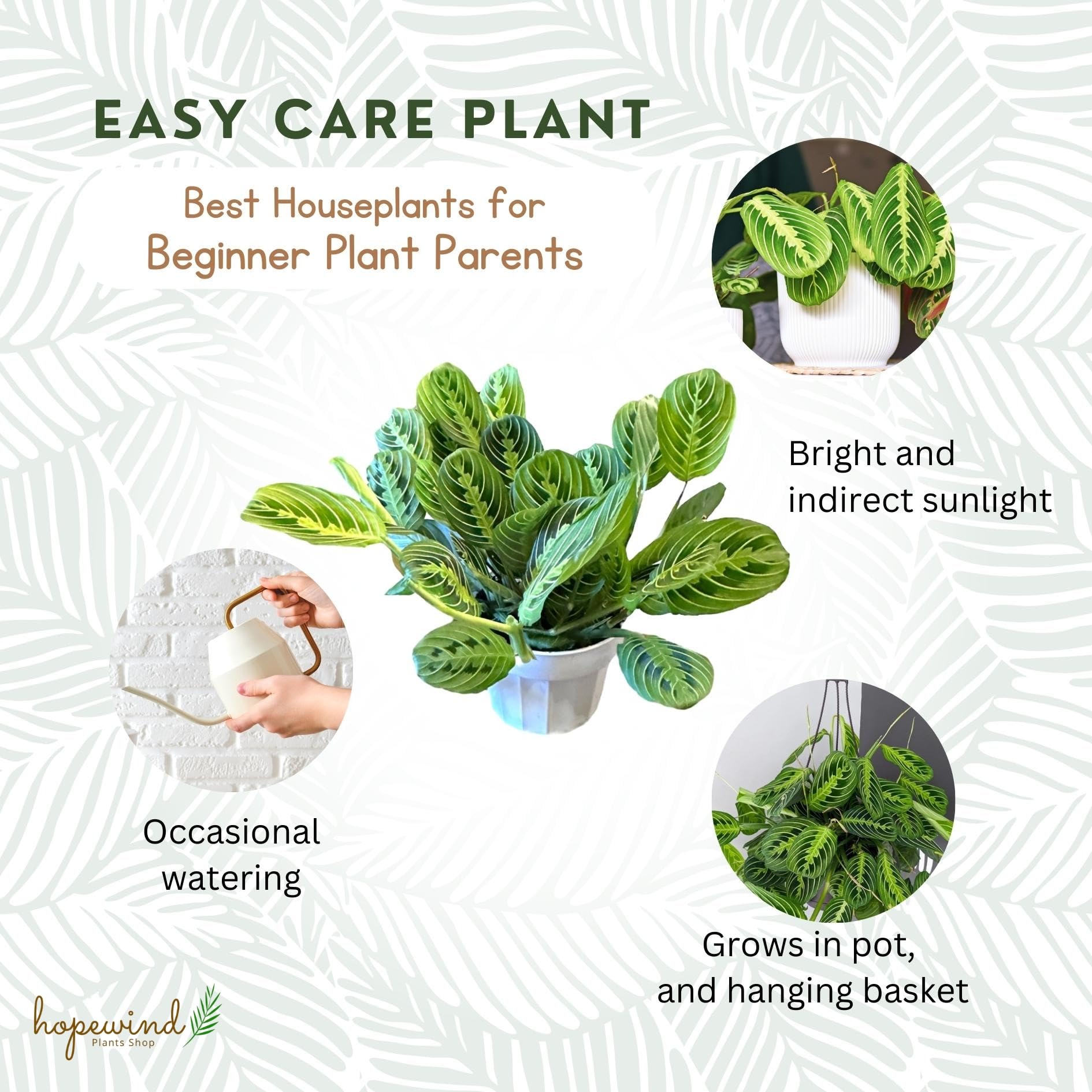 Hopewind Plants Shop- Lemon Lime Prayer Plant, Lemon Lime Maranta, Popular and Attractive houseplant, Gorgeous Live Indoor Plant, Easy to Care and Rare Variety Green Thumbs Up 4 inch Pot