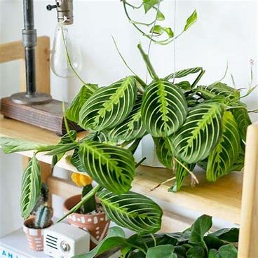 Hopewind Plants Shop- Lemon Lime Prayer Plant, Lemon Lime Maranta, Popular and Attractive houseplant, Gorgeous Live Indoor Plant, Easy to Care and Rare Variety Green Thumbs Up 4 inch Pot