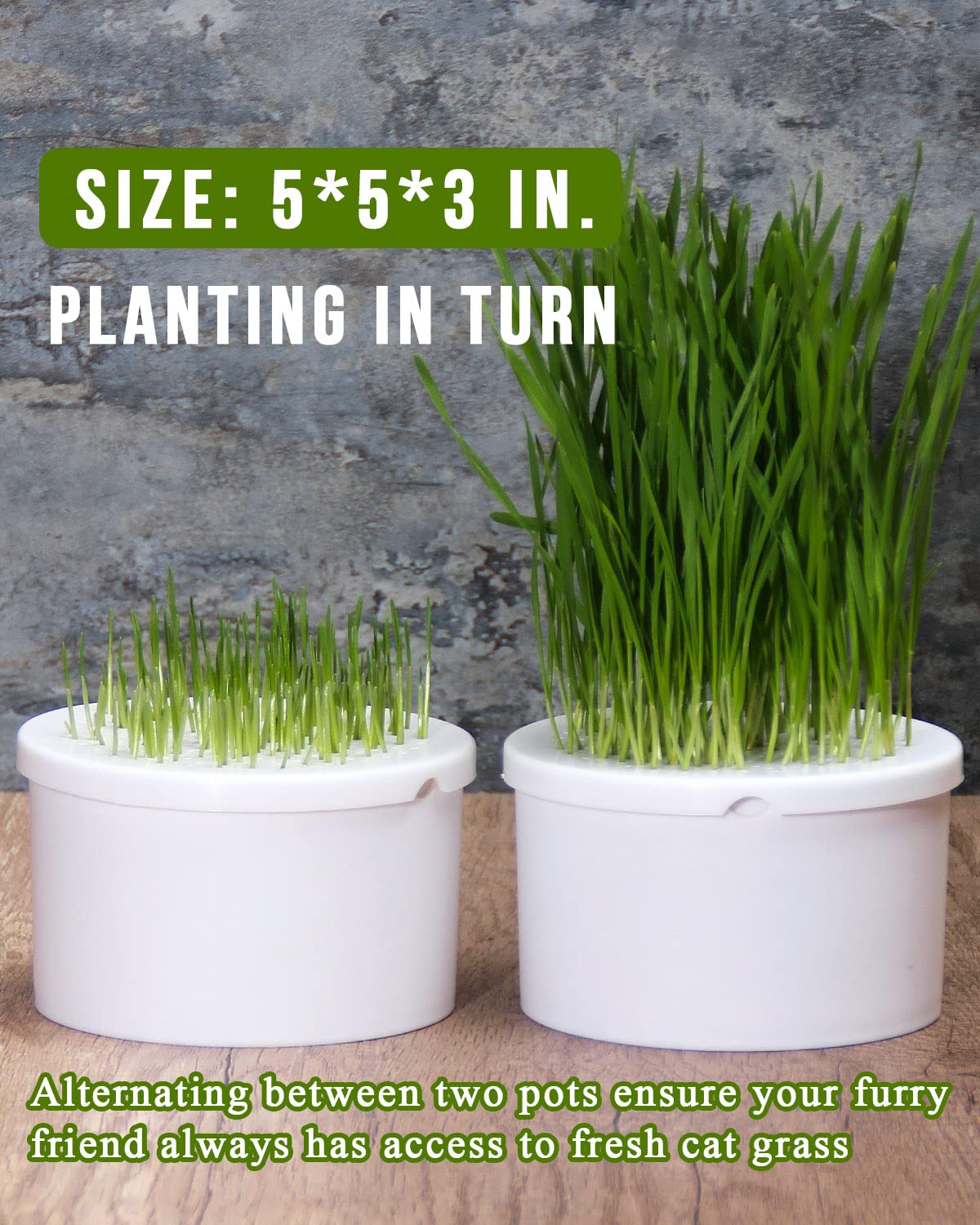 BENPIN 2Pcs Hydroponic Cat Grass Planter (no Seeds Included), Soil Free, No Dirt No Mess No Smell, Anti Digging Design, Easy to Plant Cat Grass Kit, Cat Grass for Indoor Cats Pets (Matte White)