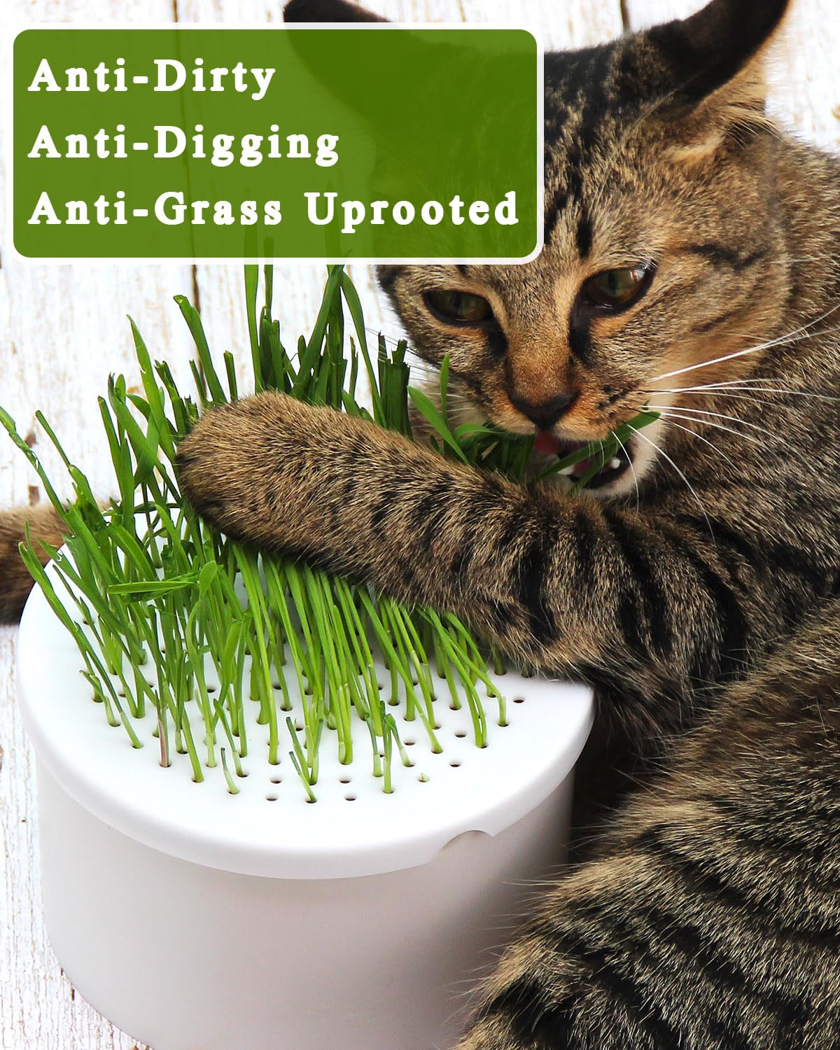 BENPIN 2Pcs Hydroponic Cat Grass Planter (no Seeds Included), Soil Free, No Dirt No Mess No Smell, Anti Digging Design, Easy to Plant Cat Grass Kit, Cat Grass for Indoor Cats Pets (Matte White)