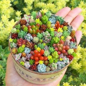 200pcs rare beautiful mixed mini succulents seeds for planting, diy bonsai ornamental plant