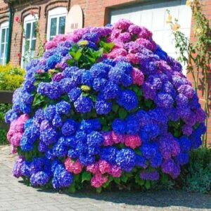 25pcs blue pink purple hydrangea - beautiful and hardy perennial flowers