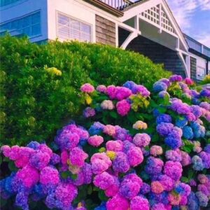 25pcs Blue Pink Purple Hydrangea - Beautiful and Hardy Perennial Flowers