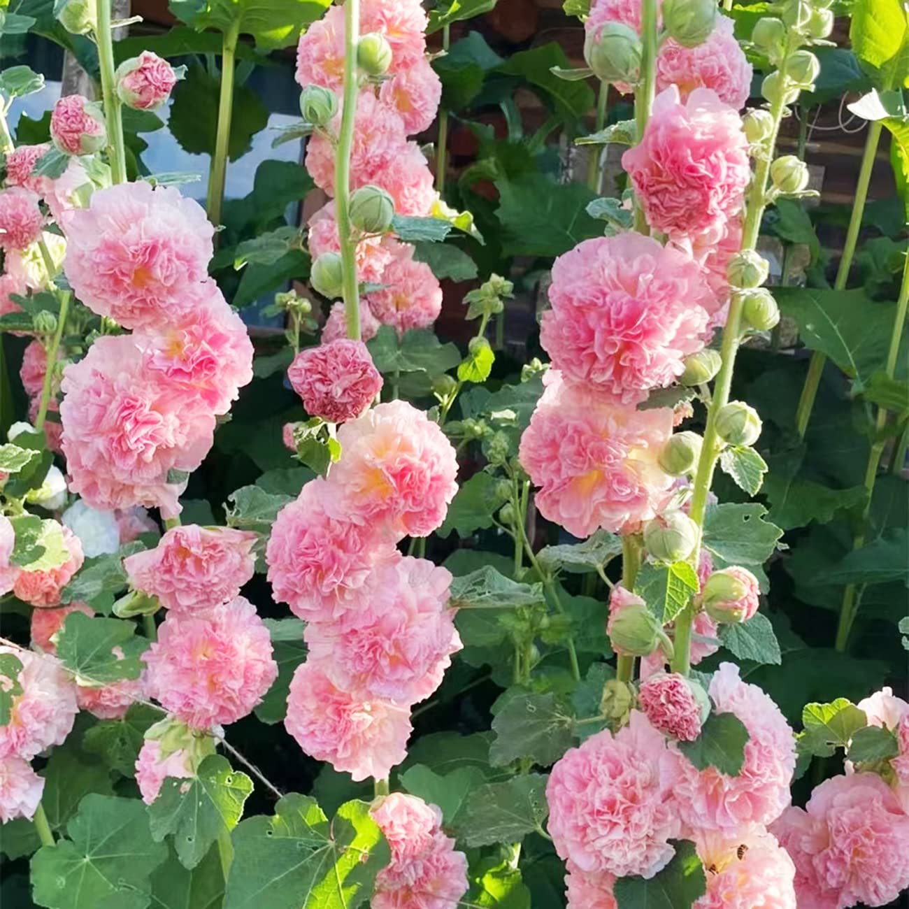 300+ Hollyhock Seeds Carnival Mix Giant Mallow Double Hollyhock Flowers Seed Perennial Outdoor Home Garden Flower