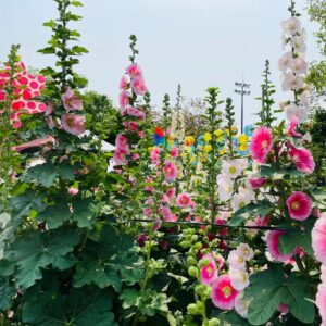 300+ Hollyhock Seeds Carnival Mix Giant Mallow Double Hollyhock Flowers Seed Perennial Outdoor Home Garden Flower