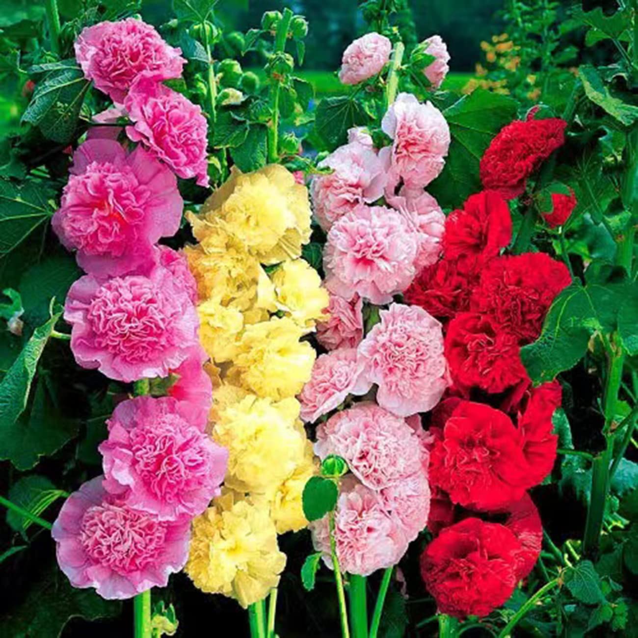 300+ Hollyhock Seeds Carnival Mix Giant Mallow Double Hollyhock Flowers Seed Perennial Outdoor Home Garden Flower