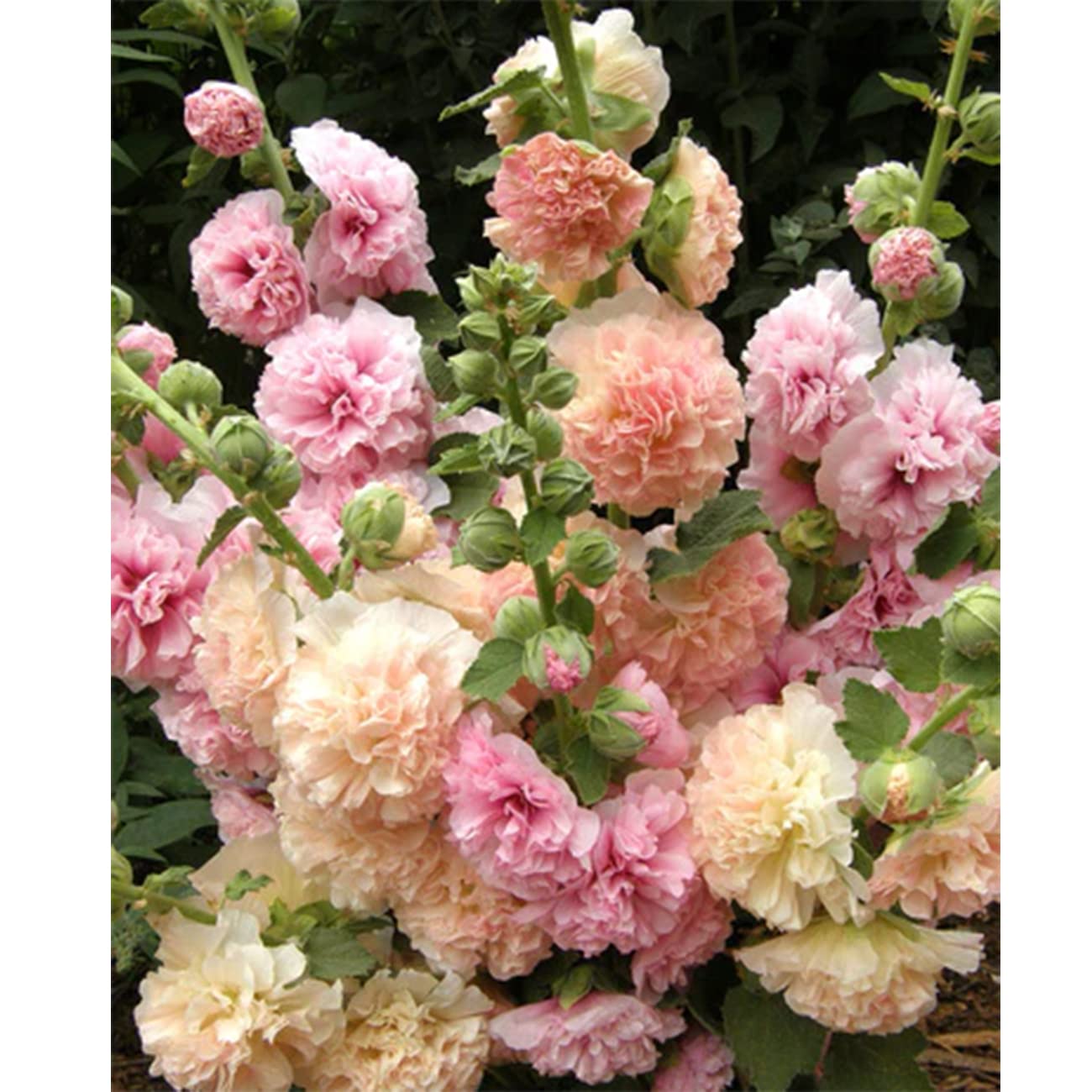 300+ Hollyhock Seeds Carnival Mix Giant Mallow Double Hollyhock Flowers Seed Perennial Outdoor Home Garden Flower