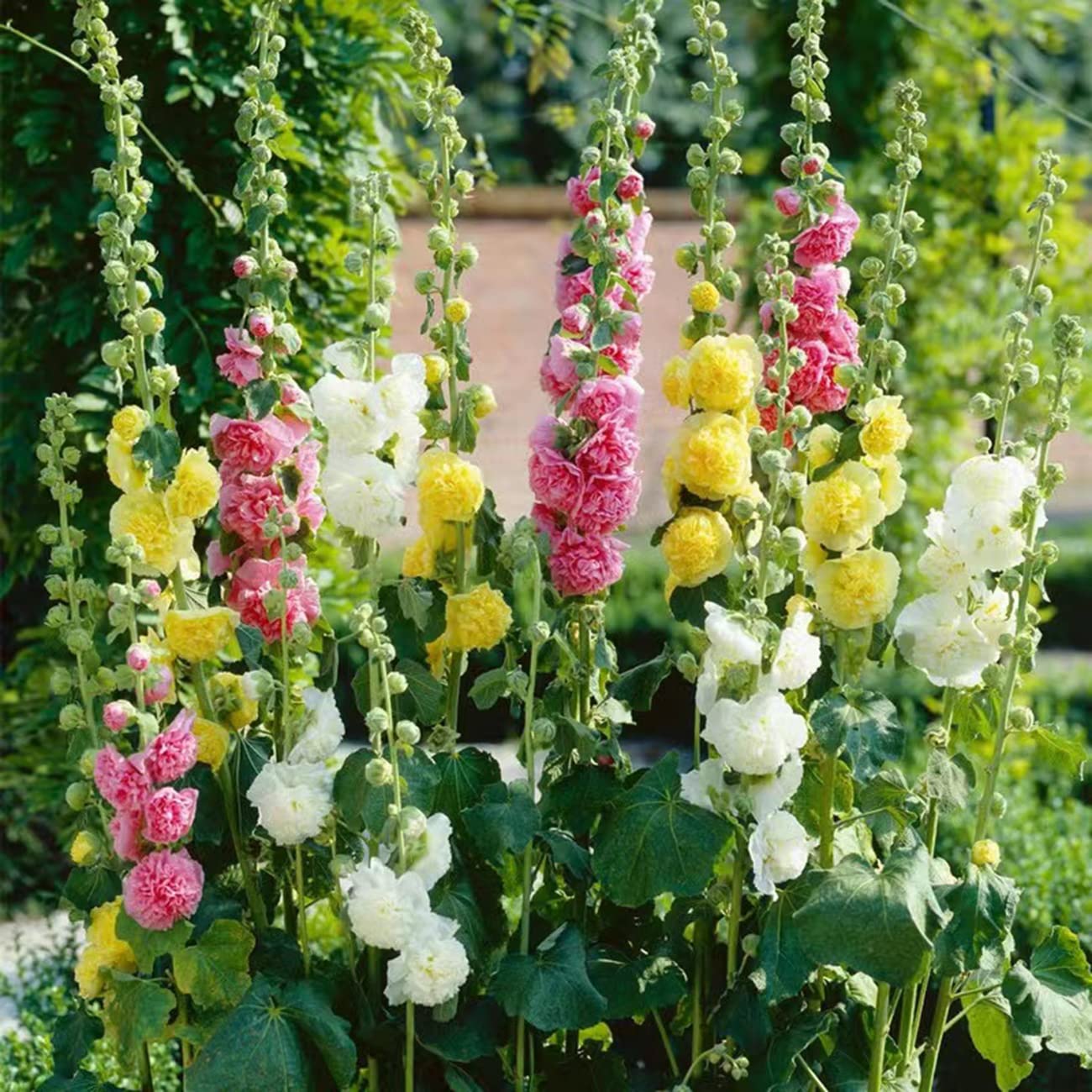 300+ Hollyhock Seeds Carnival Mix Giant Mallow Double Hollyhock Flowers Seed Perennial Outdoor Home Garden Flower