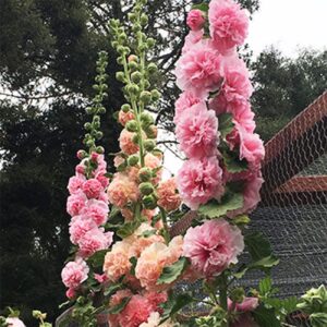 300+ Hollyhock Seeds Carnival Mix Giant Mallow Double Hollyhock Flowers Seed Perennial Outdoor Home Garden Flower