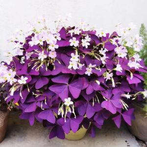 12+ bulbs purple shamrocks oxalis triangularis lucky lovely flowers bulbs grows for planting indoors or outdoors