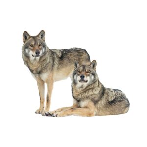 pinenjoy lifelike wolf wall decal wild animal wall sticker 27.6x22inch removable self-adhesive vinyl wall art decors for living room children bedroom nursery classroom playroom