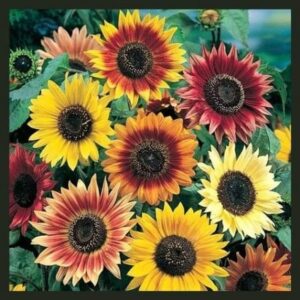 sunflower seeds for planting - plant & grow autumn beauty sunflower mix in your home outdoor garden - 25 non gmo heirloom seeds - full planting packet with instructions, 1 packet