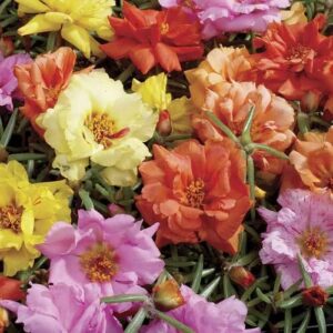 10000+ Portulaca Grandiflora Moss Rose Seeds Mixed Color Spreading for Planting Mexican Rose Sun Rose Rock ROS Heat & Drought Tolerant Ground Cover Plant