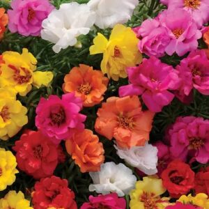 10000+ Portulaca Grandiflora Moss Rose Seeds Mixed Color Spreading for Planting Mexican Rose Sun Rose Rock ROS Heat & Drought Tolerant Ground Cover Plant