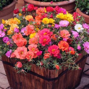 10000+ Portulaca Grandiflora Moss Rose Seeds Mixed Color Spreading for Planting Mexican Rose Sun Rose Rock ROS Heat & Drought Tolerant Ground Cover Plant