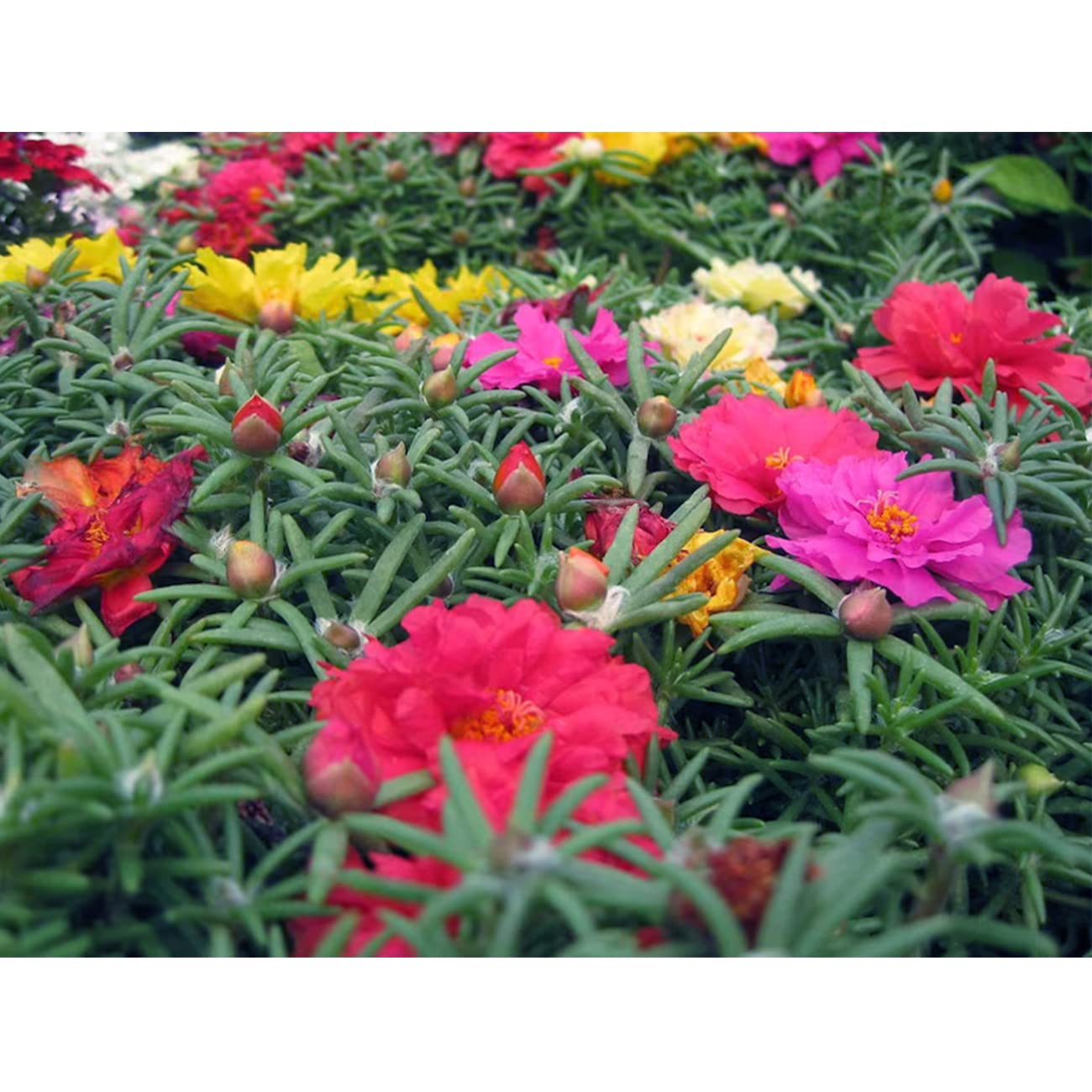 10000+ Portulaca Grandiflora Moss Rose Seeds Mixed Color Spreading for Planting Mexican Rose Sun Rose Rock ROS Heat & Drought Tolerant Ground Cover Plant