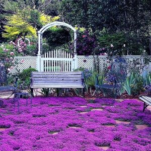 20000+ magic purple creeping thyme seeds for planting ground cover plants heirloom flowers perennial thyme non-gmo thymus serpyllum seed