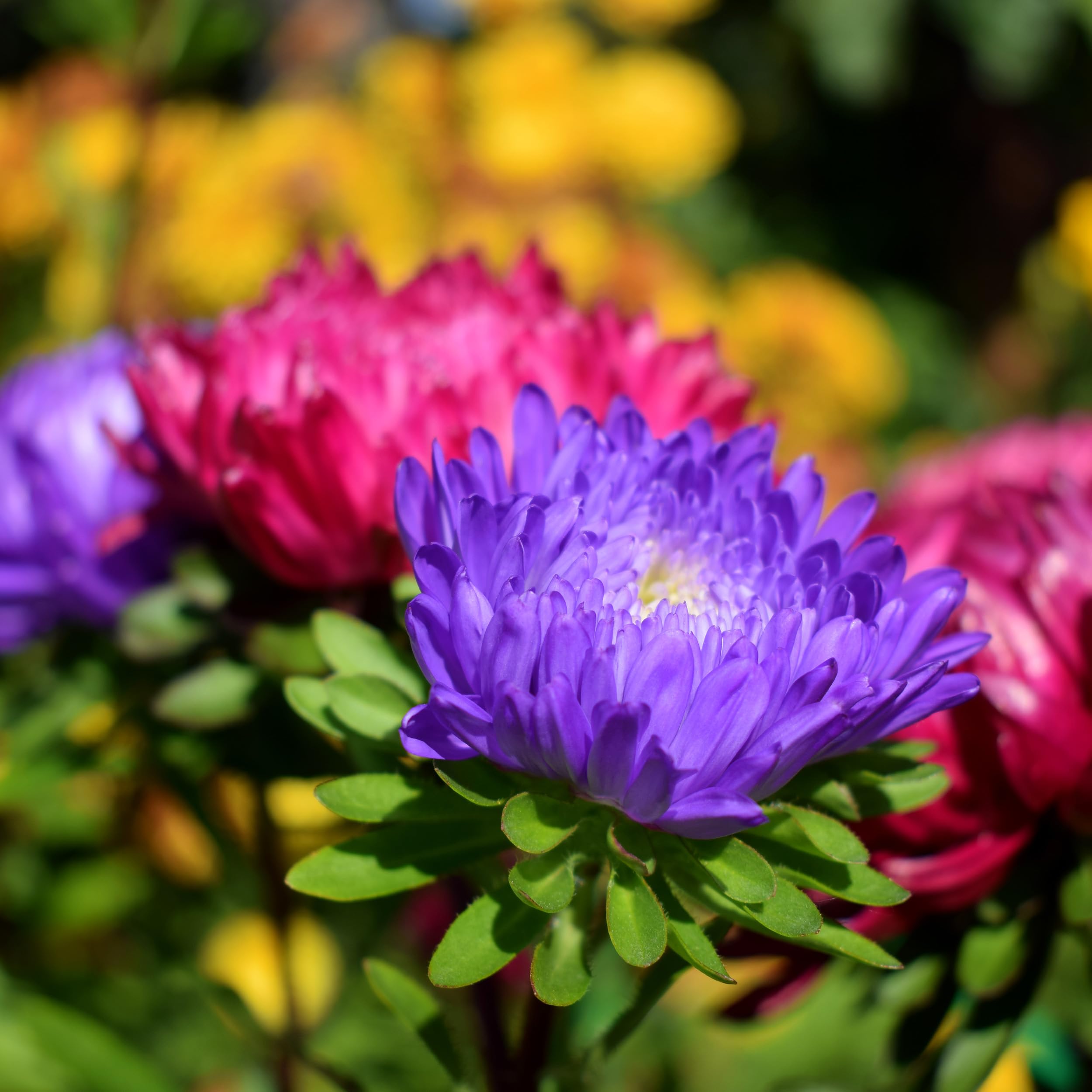 The Old Farmer's Almanac Aster Seeds (Powderpuff Mix) - Approx 360 Flower Seeds - Premium Non-GMO, Open Pollinated, USA Origin