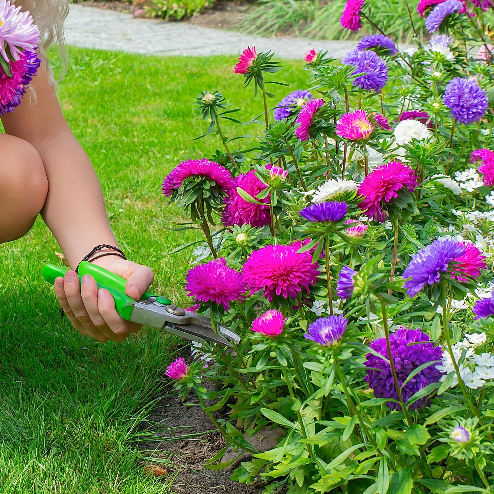 The Old Farmer's Almanac Aster Seeds (Powderpuff Mix) - Approx 360 Flower Seeds - Premium Non-GMO, Open Pollinated, USA Origin