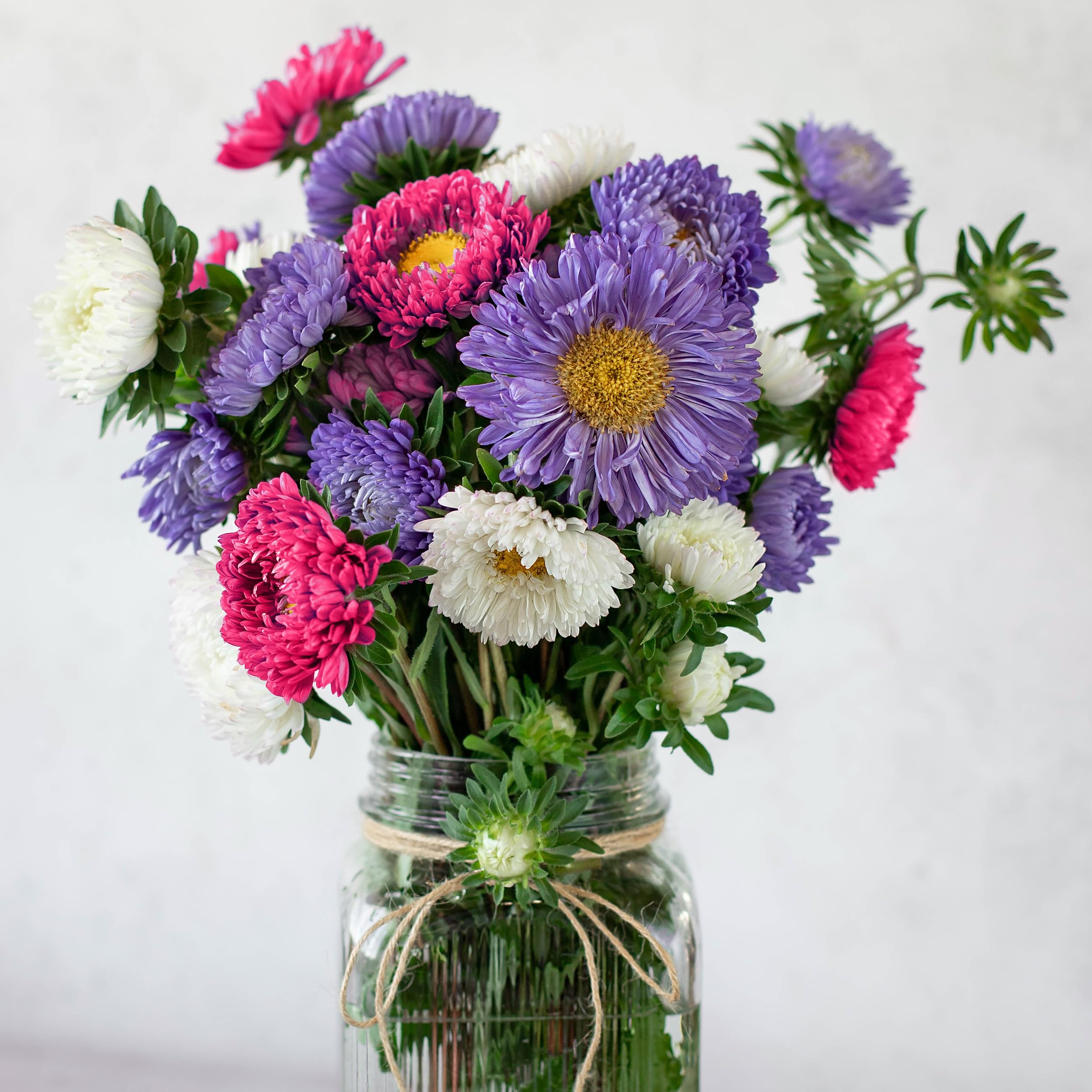 The Old Farmer's Almanac Aster Seeds (Powderpuff Mix) - Approx 360 Flower Seeds - Premium Non-GMO, Open Pollinated, USA Origin