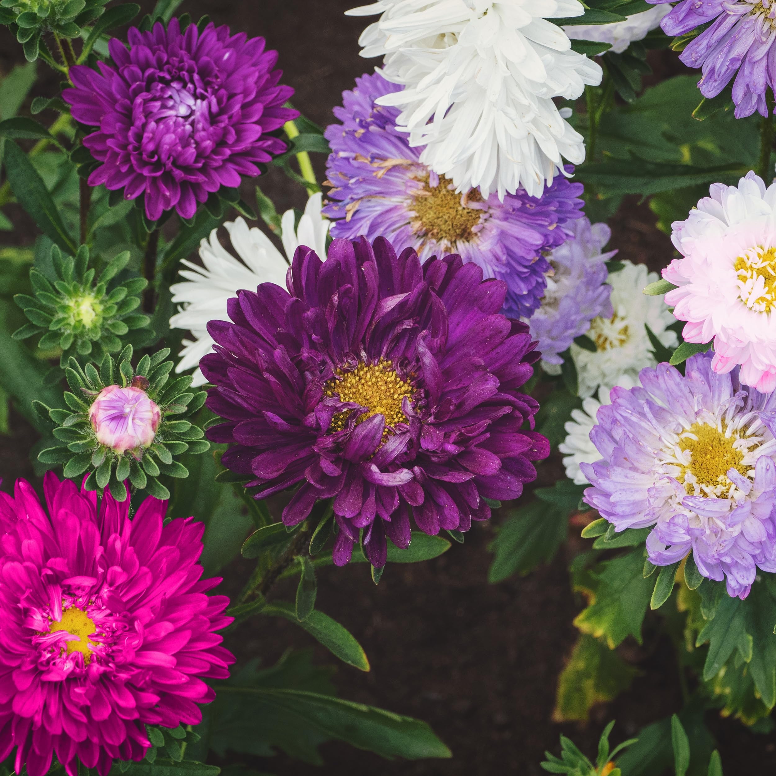 The Old Farmer's Almanac Aster Seeds (Powderpuff Mix) - Approx 360 Flower Seeds - Premium Non-GMO, Open Pollinated, USA Origin