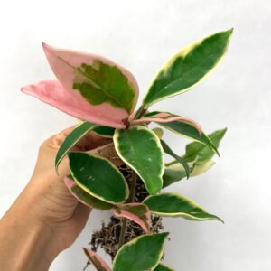 Tricolor Hoya Krimson Queen, Hoya Carnosa Variegata Tricolor Hoya Ships from CA (4" Pot)