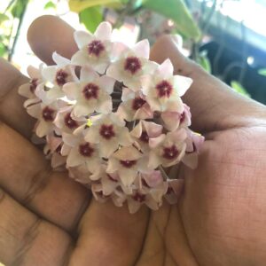 Tricolor Hoya Krimson Queen, Hoya Carnosa Variegata Tricolor Hoya Ships from CA (4" Pot)