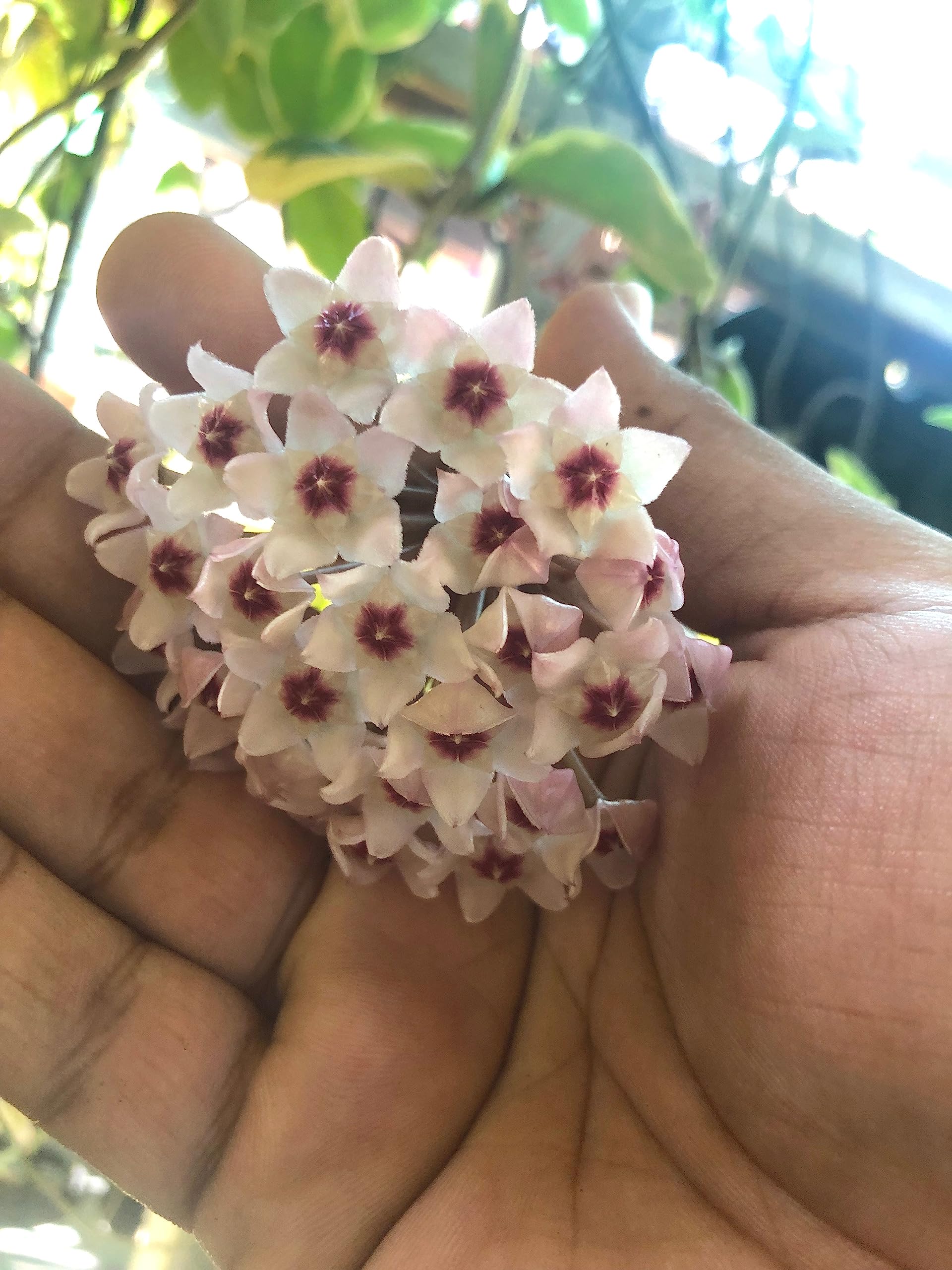 Tricolor Hoya Krimson Queen, Hoya Carnosa Variegata Tricolor Hoya Ships from CA (4" Pot)