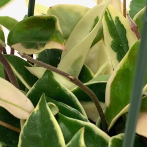 Tricolor Hoya Krimson Queen, Hoya Carnosa Variegata Tricolor Hoya Ships from CA (4" Pot)