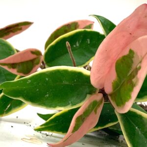 Tricolor Hoya Krimson Queen, Hoya Carnosa Variegata Tricolor Hoya Ships from CA (4" Pot)