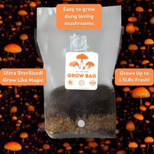 MycoLabsDirect All-in-One Mushroom Grow Bag - 3lbs with Grain and Substrate - Grow Edible and Medicinal Mushrooms at Home with Pre-Sterilized Bags