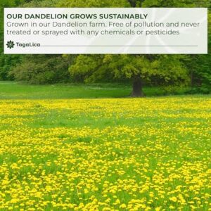 Premium 135 Dandelion Root Tea Bags, 100% Natural & Pure from Dandelion Root, Eco-Conscious Tea Bags, Dandelion Tea, Dandelion Root Herbal Tea. Dandelion Root Tea. No Sugar, No Caffeine, No Gluten, Vegan