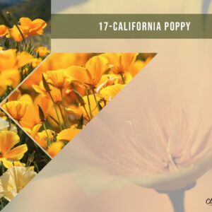 California Wildflower Mix - 10,000 Seeds - 17 Varieties - No Fillers, Open Pollinated and Non GMO, Perennial and Annual Garden Flowers, Attracts Bees and Butterflies