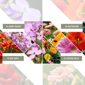 California Wildflower Mix - 10,000 Seeds - 17 Varieties - No Fillers, Open Pollinated and Non GMO, Perennial and Annual Garden Flowers, Attracts Bees and Butterflies