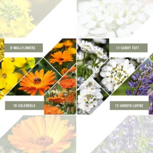 California Wildflower Mix - 10,000 Seeds - 17 Varieties - No Fillers, Open Pollinated and Non GMO, Perennial and Annual Garden Flowers, Attracts Bees and Butterflies