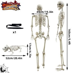 5.4Ft Halloween Life Size Human Skeletons with Dog Skeleton,Poseable Life Size Skeletons Plastic Human Bones with Movable Joints for Halloween Decoration